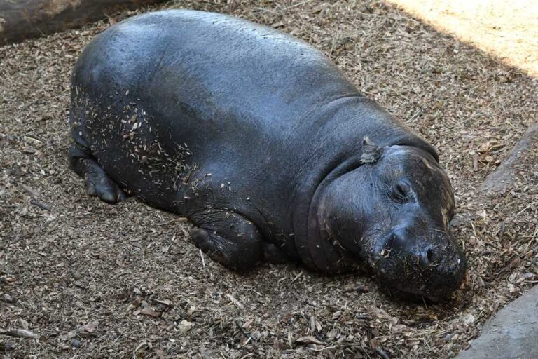 Researchers Claim They Know What Caused Rapid Extinction of Dwarf ...