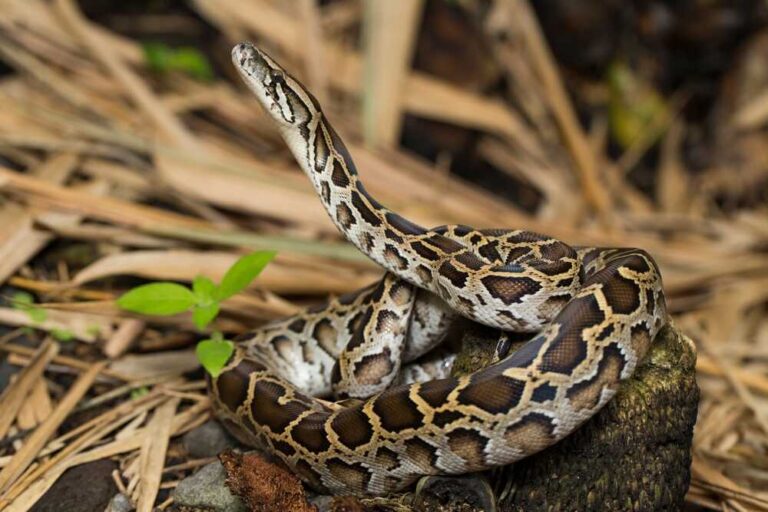 13-Foot Long Burmese Python Found in New Yorker’s Home | Freedom Beacon