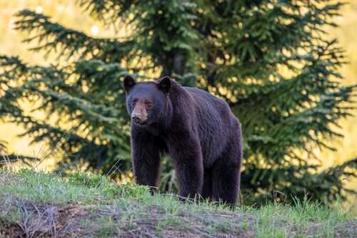 160,000 Hunters Back New Bear Management | Freedom Beacon